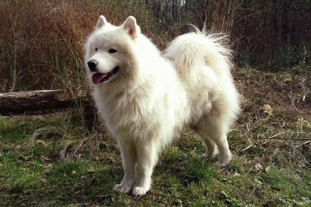 20 White Dog Breeds: Small, Big, Fluffy, & More (With Info & Pictures ...