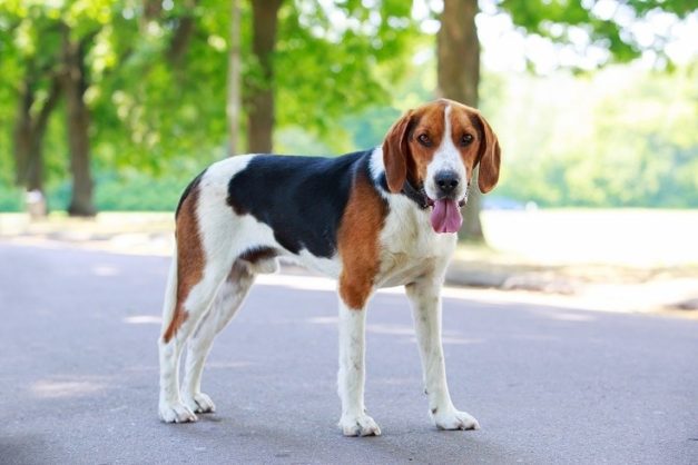 20 Great Dog Breeds for Running Companions (With Info & Pictures ...