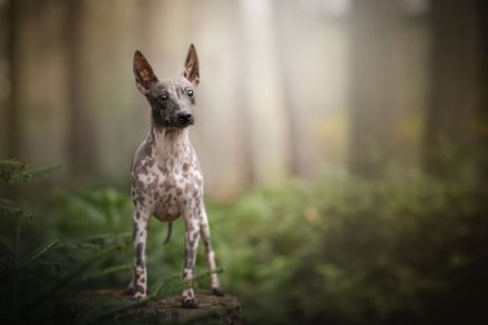 12 Types of Terrier Dog Breeds & Their Differences (With Info ...