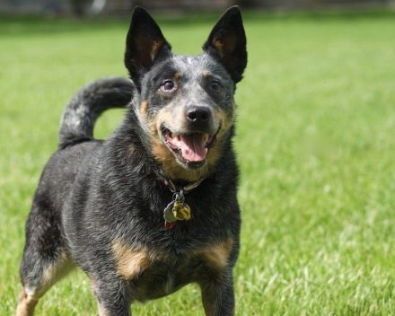 Top 11 Types of Cattle Dog Breeds: Info, Facts, Pictures & More ...