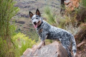3 Australian Cattle Dog Colors & Markings (With Pictures) | Hepper Pet ...