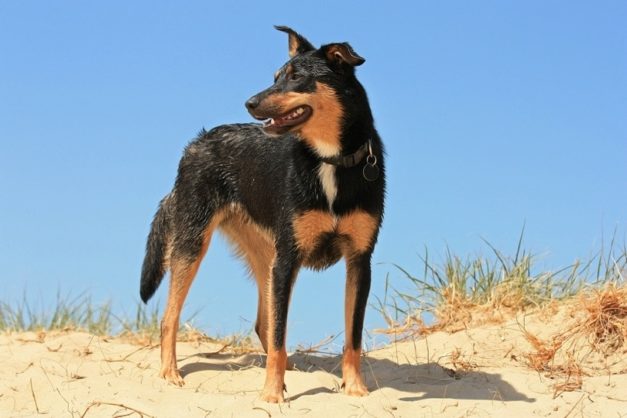 11 Australian Dog Breeds (With Info & Pictures) | Hepper Pet Resources