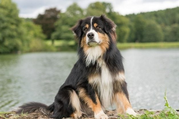 Are Australian Shepherds Double-Coated? The Interesting Answer ...