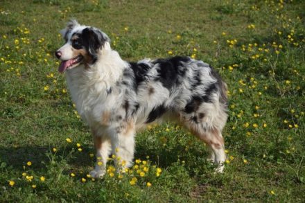 12 Australian Shepherd Colors, Markings & Patterns (With Pictures ...