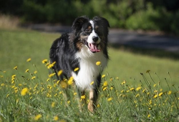 Are Australian Shepherds Double-Coated? The Interesting Answer ...