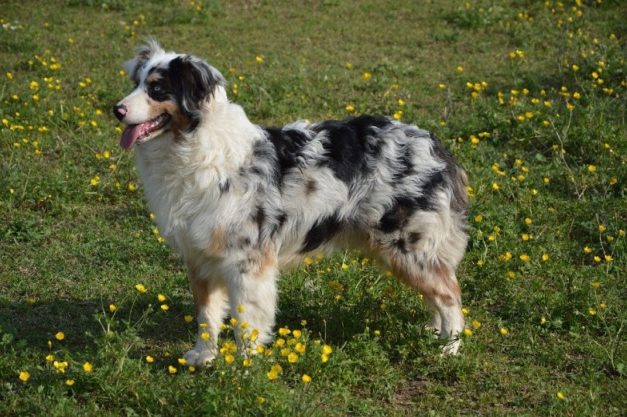 Australian Kelpie Breed Info, Pictures, Facts & Traits | Hepper Pet ...