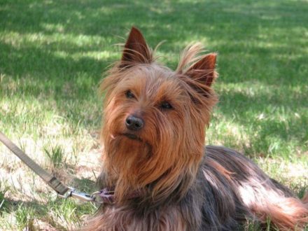 Silky Terrier Dog Breed Info: Pictures, Puppies, Traits & Facts ...