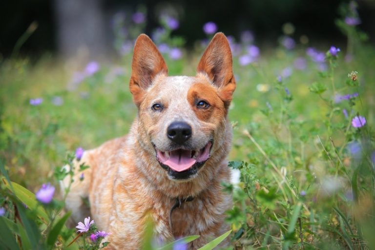 Top 12 Dog Breeds to Keep Outdoors: Info, Pictures, Facts & History ...