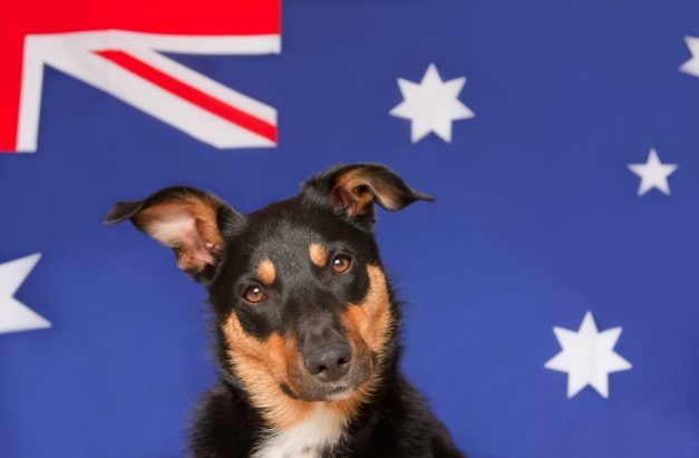 11 Australian Dog Breeds (With Info & Pictures) | Hepper Pet Resources