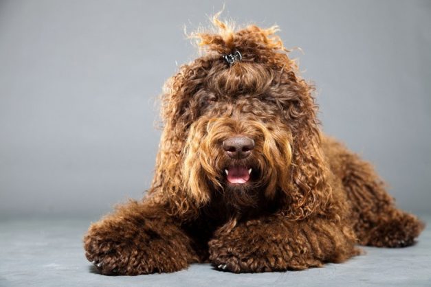 12 French Dog Breeds: Info, Pictures & Origins | Hepper Pet Resources