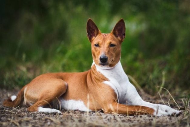 20 Red Dog Breeds: Info, History, Pictures & Facts | Hepper Pet Resources