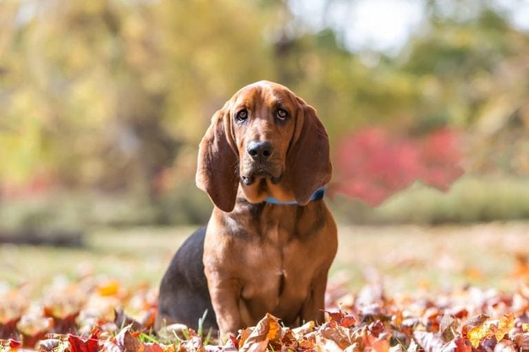 100+ Hound Dog Names: Ideas for Hunting & Tracker Dogs | Hepper Pet ...