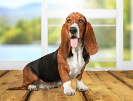 12 Dogs With the Best Sense of Smell According to Science | Hepper Pet ...