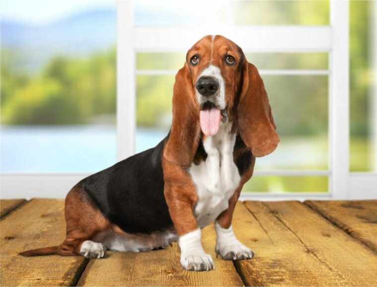 12 Dogs With the Best Sense of Smell According to Science | Hepper Pet ...