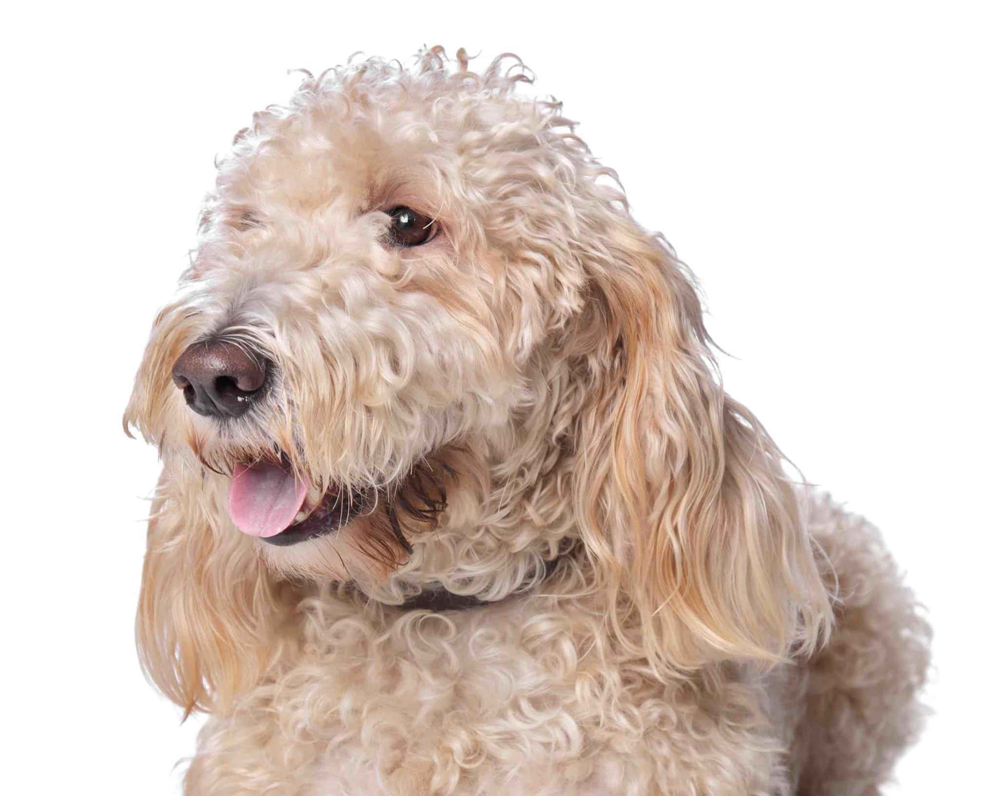 Bassetoodle (Basset Hound & Poodle Mix): Info, Pictures ...