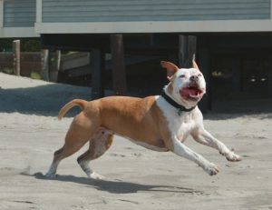 How Fast Can a Pitbull Run? Breed Characteristics & Speed Comparison ...