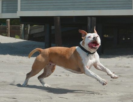 How Fast Can a Pitbull Run? Breed Characteristics & Speed Comparison ...