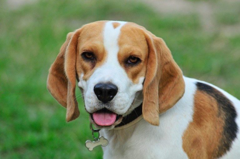 How Long Do Beagles Live? Average Lifespa, Data & Care Guide | Hepper ...