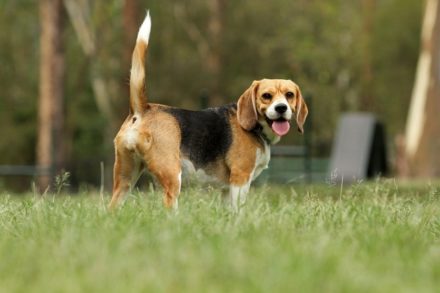 How Much Does a Beagle Cost? (2025 Price Guide) | Hepper Pet Resources