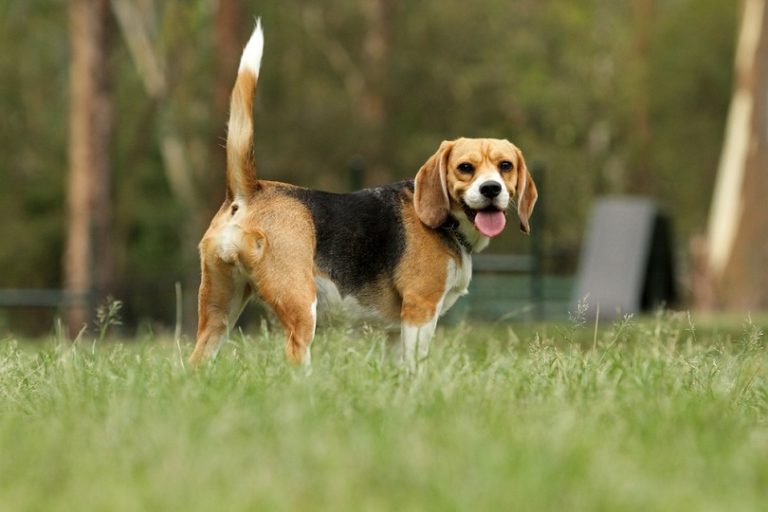 How Much Does a Beagle Cost? (2025 Price Guide) | Hepper Pet Resources