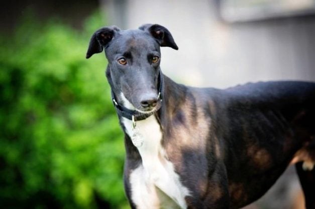 10 Greyhound Mixed Breeds (With Info & Pictures) | Hepper Pet Resources