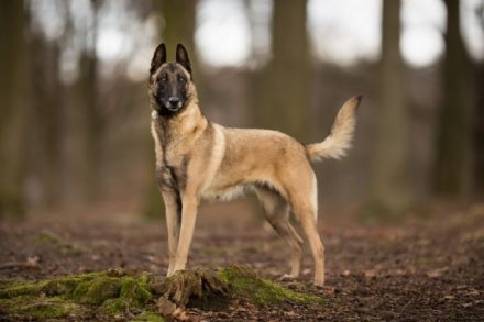 How Big Do Belgian Malinois Get? With Growth & Weight Chart | Hepper ...