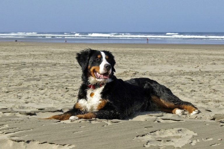 22 Lazy Dog Breeds: Info, Pictures & Vet Approved Facts | Hepper Pet ...
