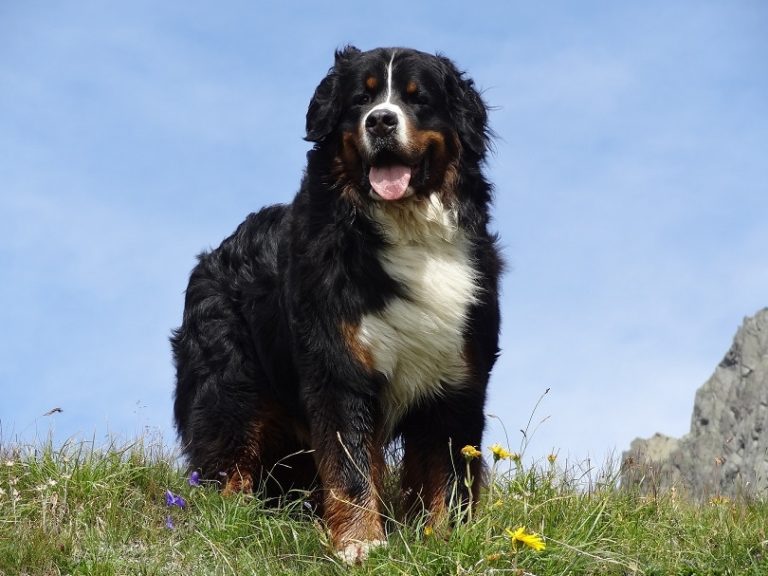Great Bernese (Bernese Mountain Dog & Great Pyrenees Mix): Info ...