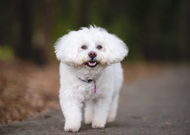 Maltese vs Bichon Frise: Key Differences (With Pictures) | Hepper Pet ...