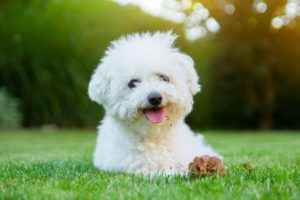 4 Beautiful Bichon Frise Colors: Variations Explained (with Pictures ...