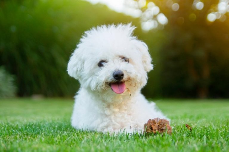 The 17 Cleanest Dog Breeds (with Info & Pictures) | Hepper Pet Resources