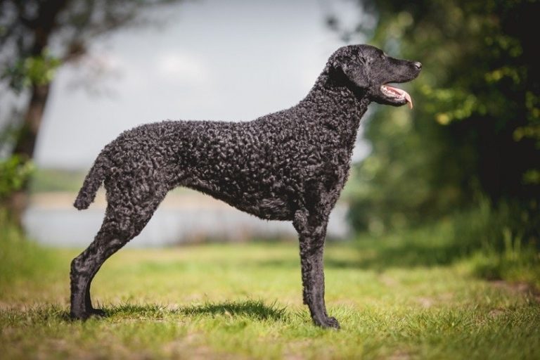 15 Dog Breeds With Curly Hair (With Info & Pictures) | Hepper Pet Resources