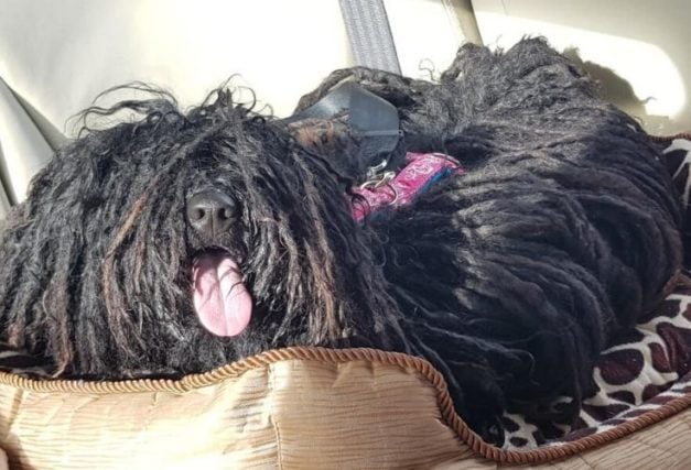 Puli Dog Breed: Info, Pictures, Characteristics & Facts | Hepper Pet ...