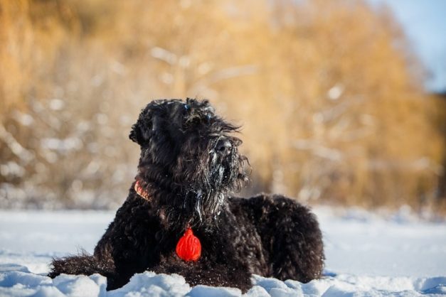 20 Best Guard Dogs: Breeds That Will Protect Your Family (With Pictures ...