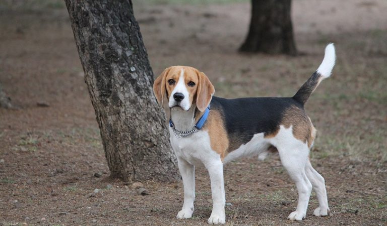2 Types of Beagles: Info, Pictures & History | Hepper Pet Resources