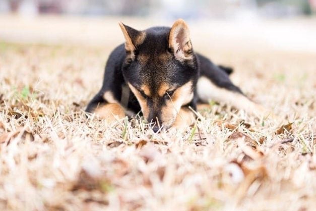 Black & Tan Shiba Inu: Pictures, Facts & History | Hepper Pet Resources