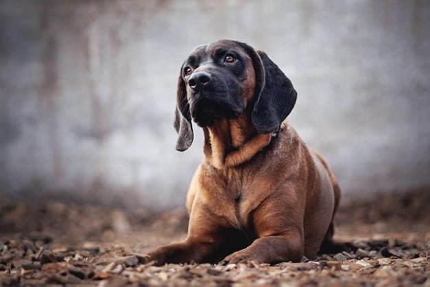 4 Amazing Bloodhound Colors Plus Coat Care Tips (With Pictures ...