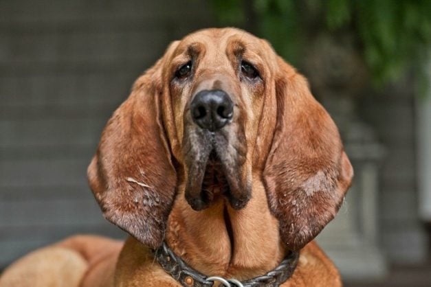 Top 10 Most Vocal Dog Breeds (With Info & Pictures) | Hepper Pet Resources