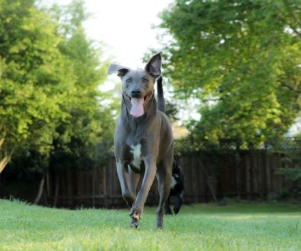 25 Gray Dog Breeds (With Pictures) | Hepper Pet Resources
