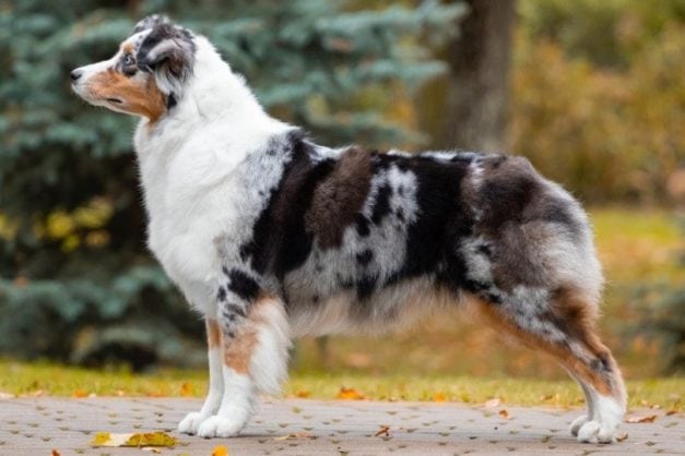 How Big Do Australian Shepherds Get? Breed Facts & FAQ | Hepper Pet ...