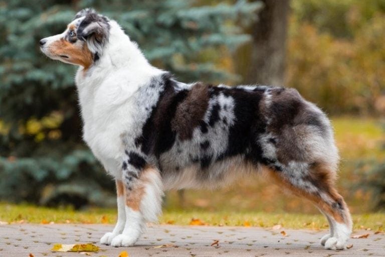 How Big Do Australian Shepherds Get? Breed Facts & FAQ | Hepper Pet ...