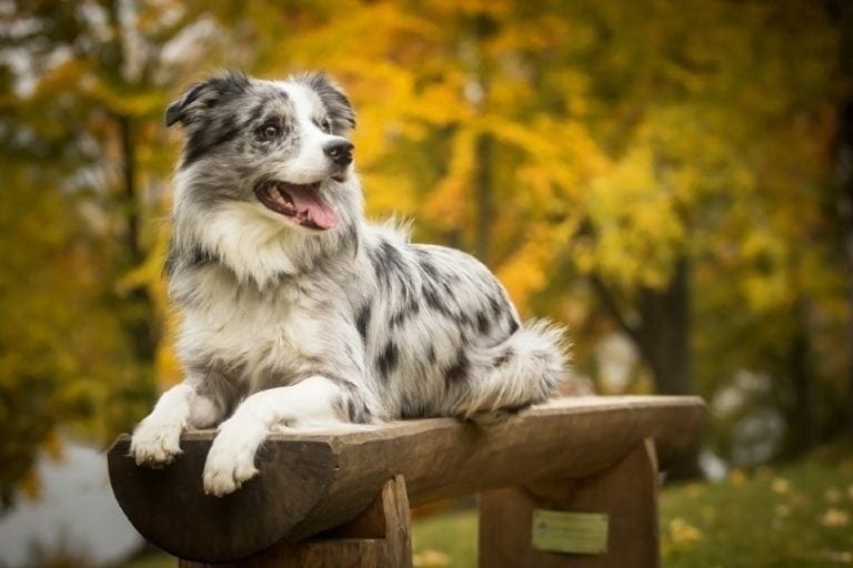 How Long Do Border Collies Live? Average Lifespan, Data & Care Guide ...