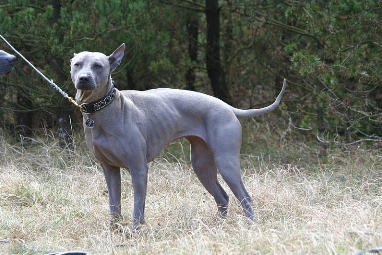 25 Gray Dog Breeds (With Pictures) | Hepper Pet Resources