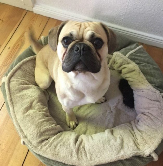 Frenchie Pug (French Bulldog & Pug Mix): Info, Pictures, Facts, Traits ...