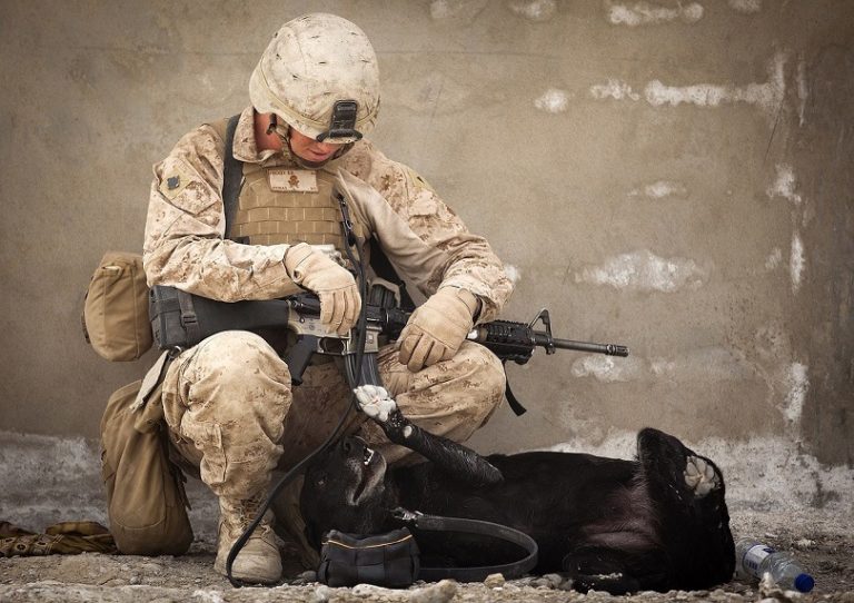 Bomb Sniffing Dogs: Training & Effectiveness Explained | Hepper Pet ...