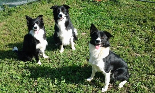When Do Border Collies Go Into Heat? Vet-Approved Facts | Hepper Pet ...