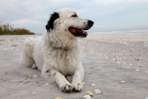 Border Collie & Great Pyrenees Mix: Info, Pictures, Facts, Traits ...