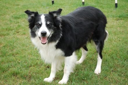 How Big Does a Border Collie Get? (With Size & Growth Chart) | Hepper ...