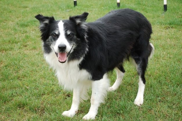 How Big Does a Border Collie Get? (With Size & Growth Chart) | Hepper ...