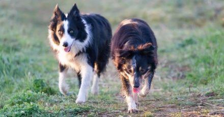 Border Collie Dog Breed Info: Pictures, Personality & Facts | Hepper ...